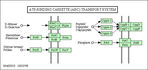 LON-CAPA ATP-binding cassette (ABC) transport system - Borrelia burgdorferi