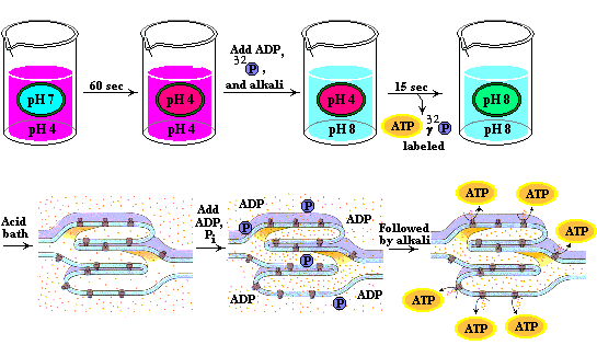 LON-CAPA Photophosphorylation is Chemisomotic
