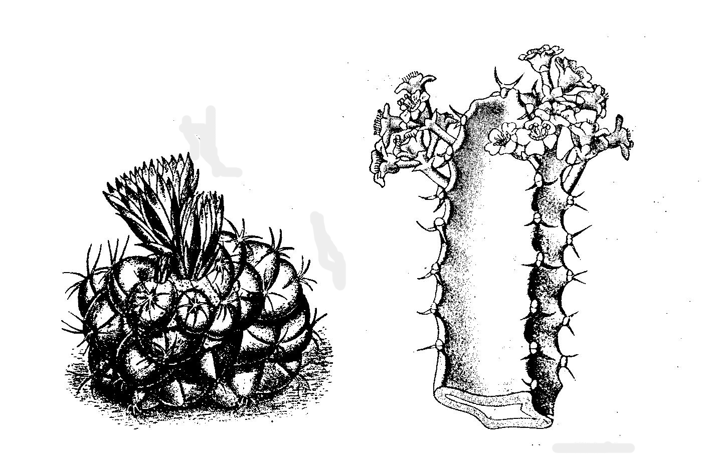 Xerophyten Blattquerschnitt