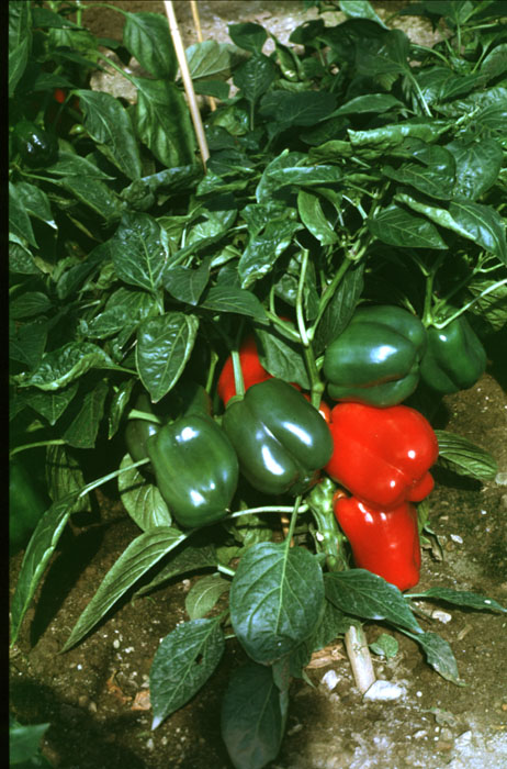 LON-CAPA Sweet Pepper (Capsicum annuum L.)