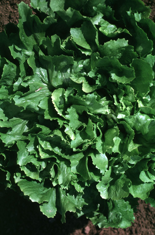 LON-CAPA Endivie (Cichorium endivia L.)